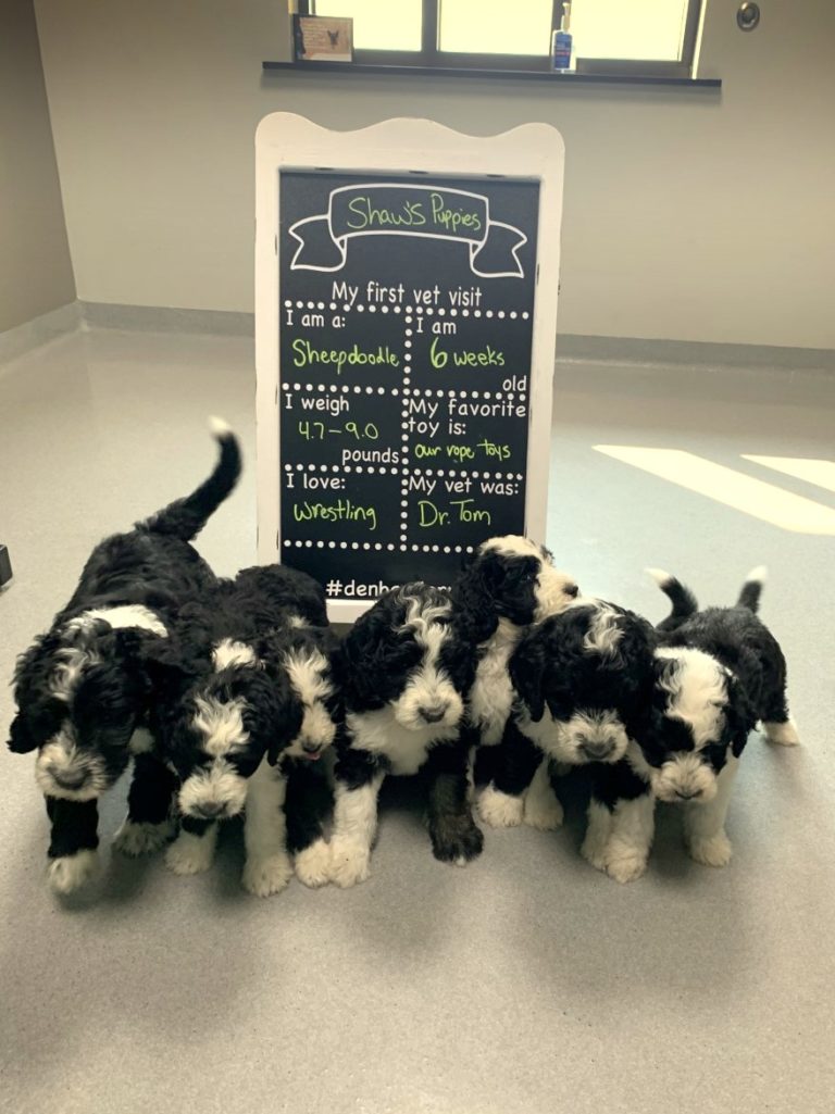 What to Expect During Your Waterloo Vet Visit | Den Herder